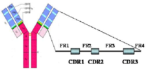 免疫球蛋白结构-临床执业医师考试免疫学精讲_临床医师_新东方在线